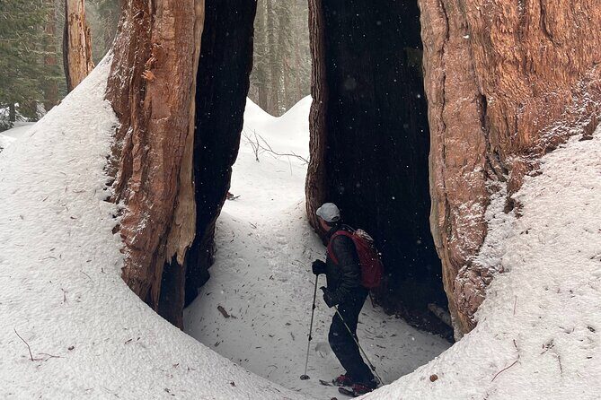 Small Group Sequoia Tour from Wuksachi Lodge with Lunch - FAQs