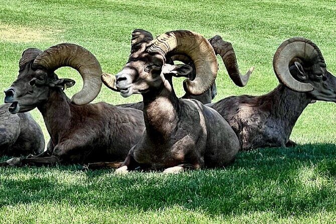 Small Group Seven Magic Mountains, Hoover Dam VIP Experience Tour - Practical Considerations