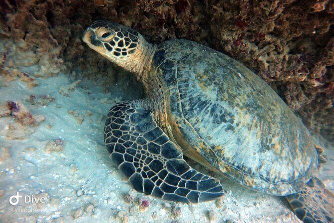 Small Group Shallow Reef Dive in Oahu - Why You’ll Love the Small Group Reef Dive