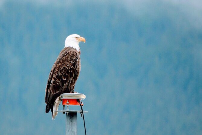 Small Group Shore Excursion in Sitka end to end - Key Points