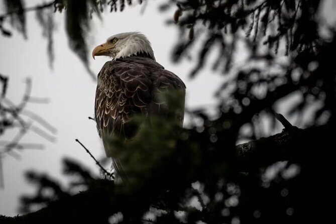 Small Group Shore Excursion in Sitka end to end - A Closer Look at the Sitka Shore Excursion