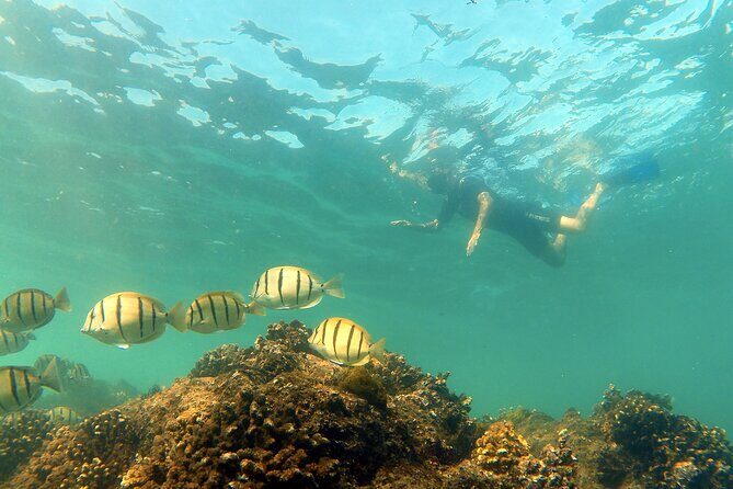 Small-Group Snorkel Adventure in San Jose del Cabo - Frequently Asked Questions