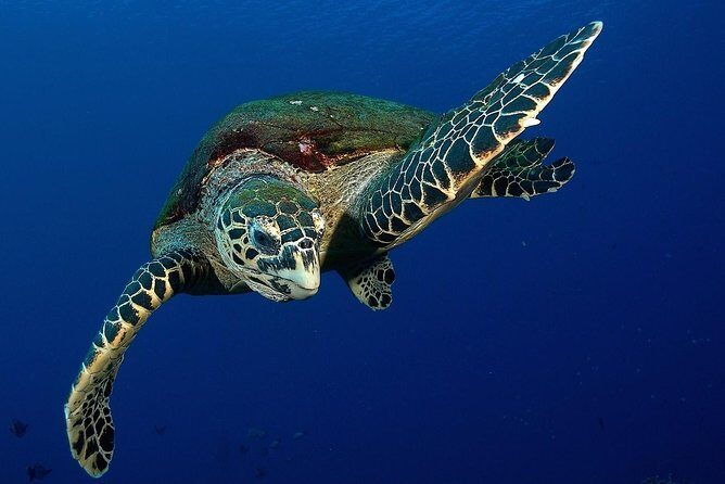 Small group snorkeling (5 people max): Turtles at 7:30am - Introduction