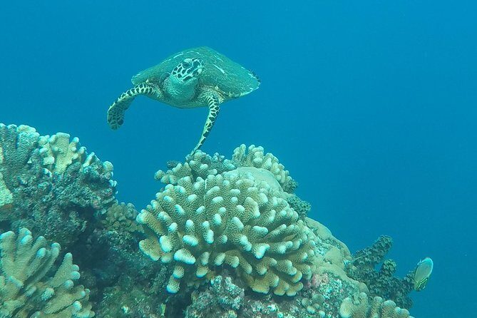 Small group snorkeling (5 people max): Turtles at 7:30am - Quality of Equipment and Photos