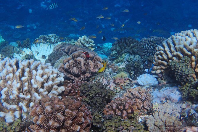 Small group snorkeling (5 people max): Turtles at 7:30am - Price and Value Assessment