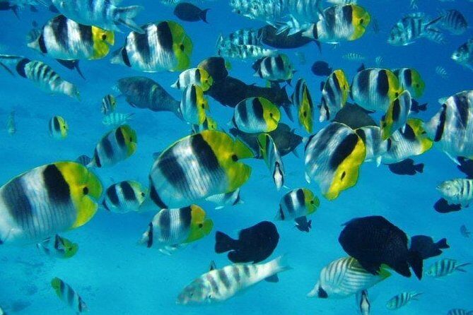 Small group snorkeling (5 people max): wrecks & tropical fishes at 1:00pm - An Authentic Snorkeling Adventure in Tahiti: Small Group Wrecks & Tropical Fish Tour