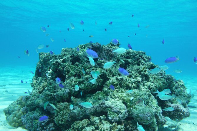 Small group snorkeling (5 people max): wrecks & tropical fishes at 1:00pm - Who Will Love This Tour?
