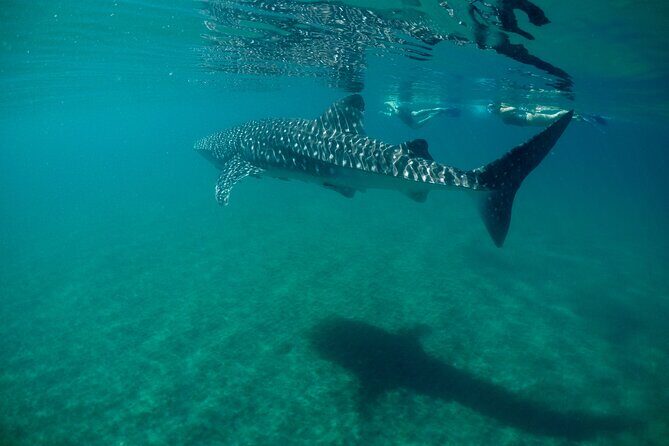 Small Group Snorkeling and Swim with Whale Sharks & Sea Lions in La Paz - The Itinerary: What to Expect