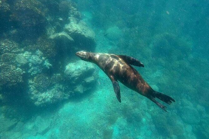 Small Group Snorkeling and Swim with Whale Sharks & Sea Lions in La Paz - Practical Tips for Travelers