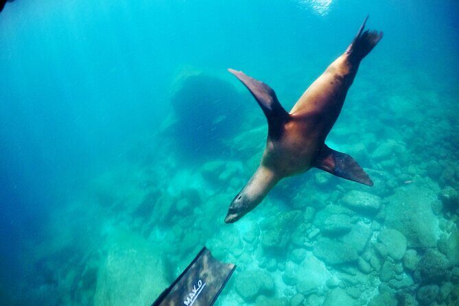 Small Group Snorkeling and Swim with Whale Sharks & Sea Lions in La Paz - The Sum Up