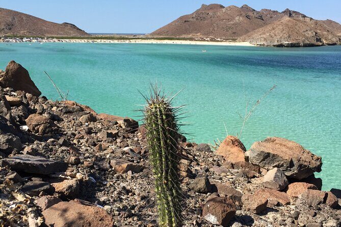 Small Group Snorkeling and Swim with Whale Sharks & Sea Lions in La Paz - FAQ