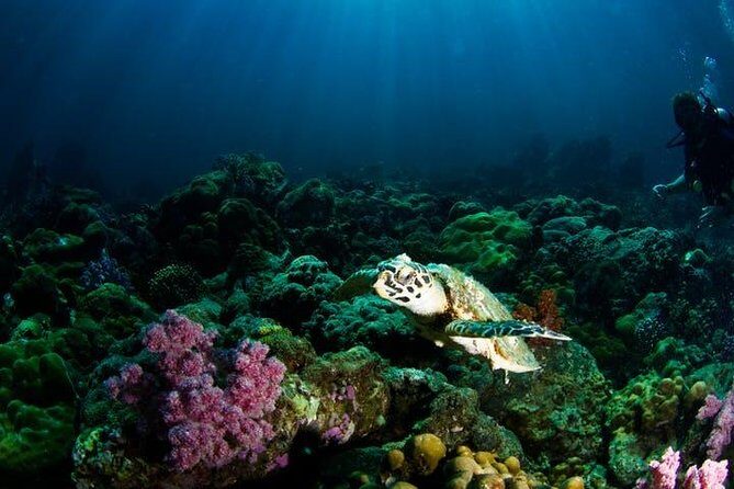Small Group Snorkeling Expedition South Kona - The Food and Refreshments: More Than Just a Snack