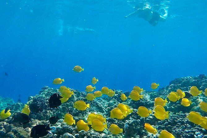 Small Group Snorkeling Expedition South Kona - The Value: Is It Worth It?