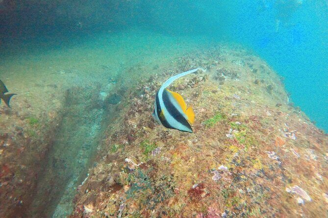 Small Group Snorkeling in Hikkaduwa - Practical Tips for Travelers