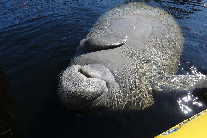 Small Group Sunset Paddle Among Manatees near Orlando - FAQs