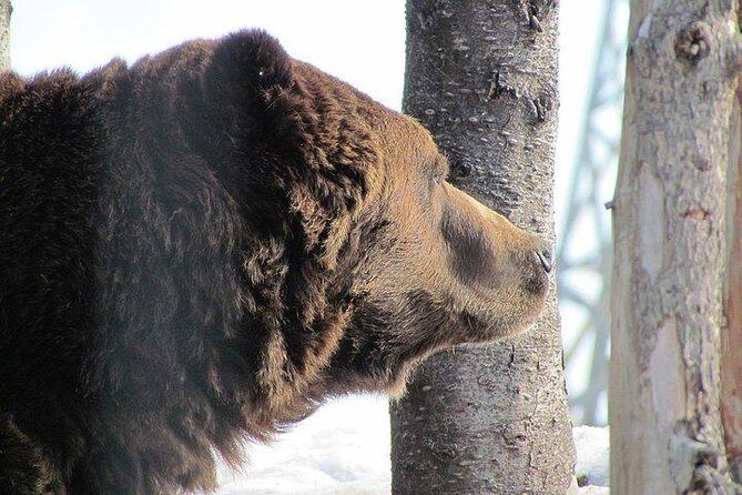 Small Group Tour: Capilano Suspension Bridge and Grouse Mountain from Vancouver - FAQ
