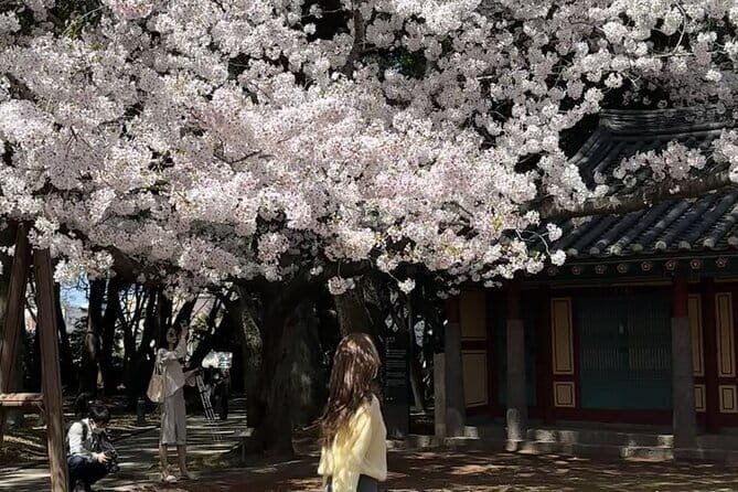 Small Group Tour East Jeju Cherry Blossom & Woman Diver Show - Why Choose This Tour?