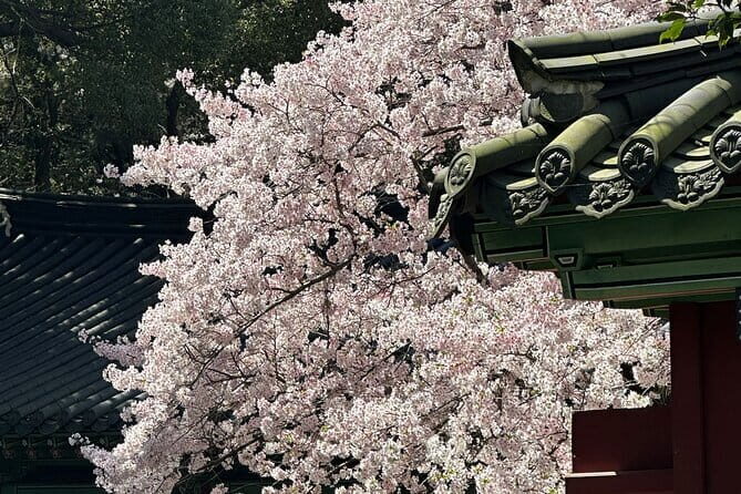 Small Group Tour East Jeju Cherry Blossom & Woman Diver Show - Who Will Love This Tour?