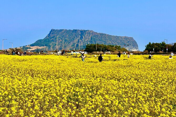 Small Group Tour for Jeju Autumn Snoopy Garden and Tangerine Cafe - Key Points