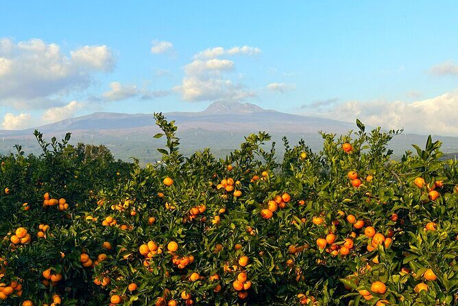 Small Group Tour for Jeju Fall Pink Muhly, Tangerines & Mt. Halla - Discovering Jeju’s Autumn Charm: An Honest Breakdown