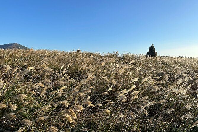 Small Group Tour for Jeju Fall Pink Muhly, Tangerines & Mt. Halla - The Sum Up