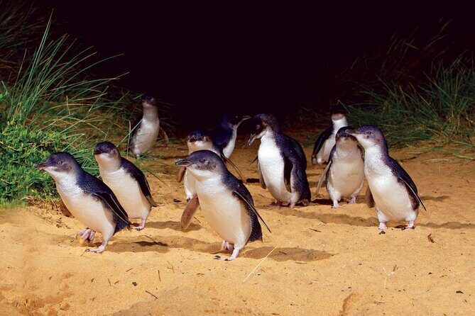 Small Group Tour of 2-7pax in Phillip Island & Churchill Island - Who Would Love This Tour?