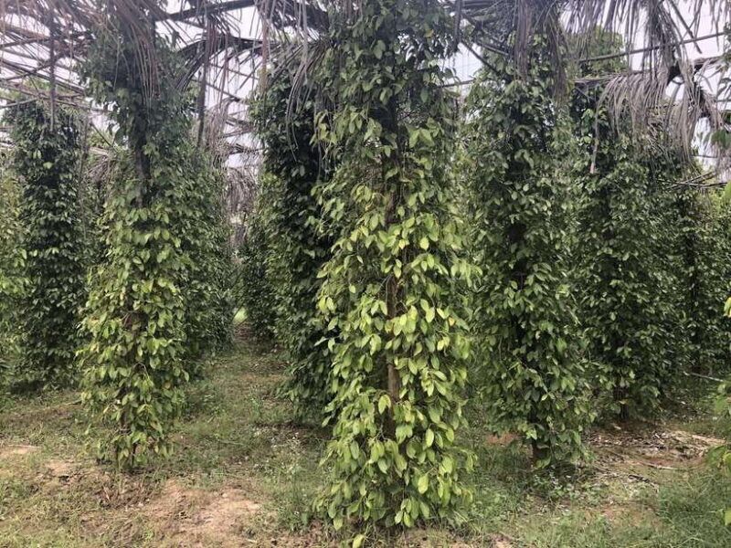 Small Group Tour: One Day Phnom Penh to Kampot & Kep - FAQs