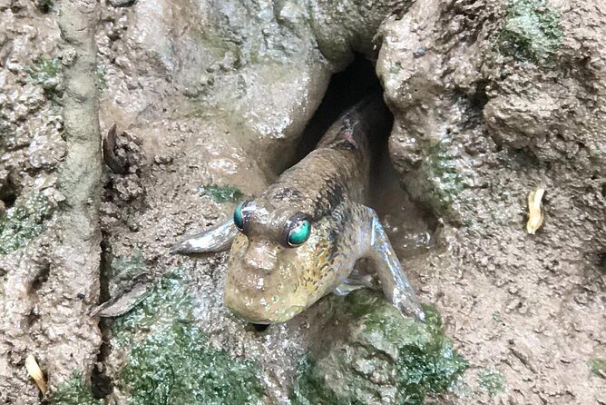 Small-Group Tour to Can Gio Vam Sat Mangrove Forest - Discovering Can Gio’s Mangrove Forest: A Real-Life Look at the Experience