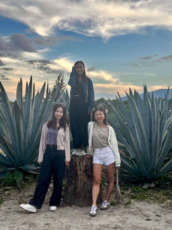 Small group tours: Hierve el Agua, Mezcal, Teotitlán, Mitla and Tule. - Key Points