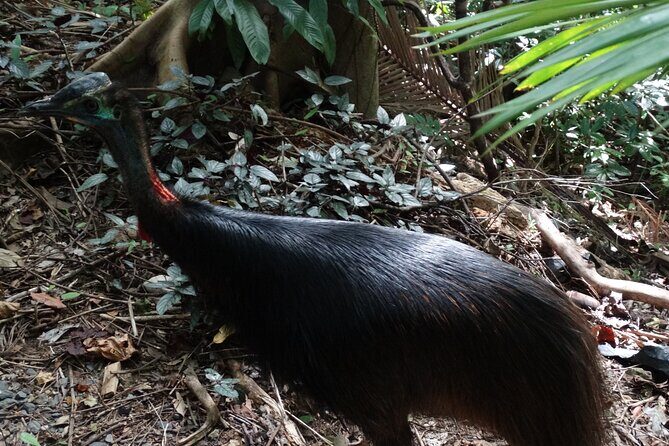 Small-Group Trekking Experience in Daintree National Park - A Close-Up Look at the Small-Group Trekking Experience in Daintree National Park