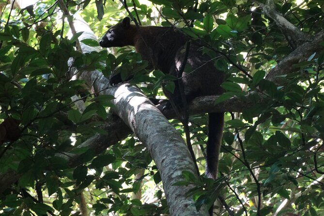 Small-Group Trekking Experience in Daintree National Park - Key Points