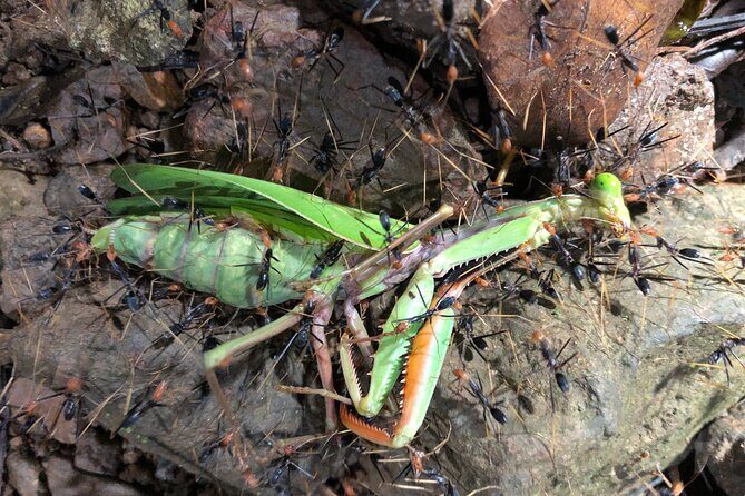 Small-Group Trekking Experience in Daintree National Park - The Cost and Its Value