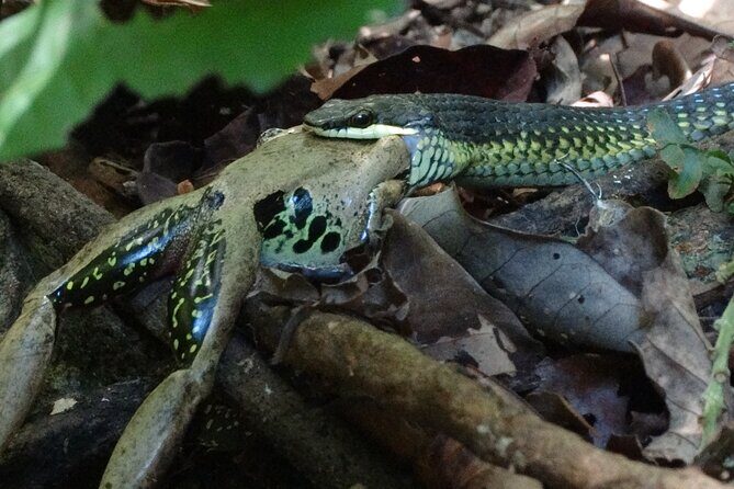 Small-Group Trekking Experience in Daintree National Park - Practical Details and Tips