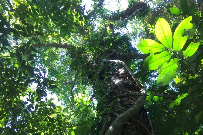 Small-Group Trekking Experience in Daintree National Park - Who Will Love This Tour?