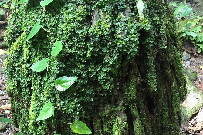 Small-Group Trekking Experience in Daintree National Park - The Sum Up: Who Is This Tour Best For?