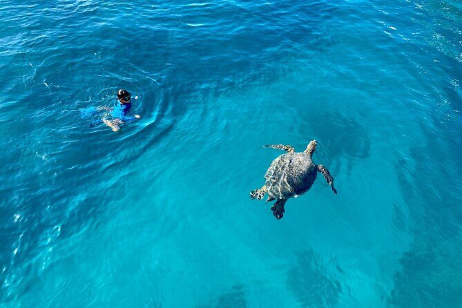 Small Group Turtle Canyon Snorkel in Waikiki - The Authentic Experience: What Travelers Say