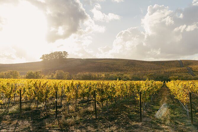 Small Group: Ultimate Napa and Sonoma Wine Tour- San Francisco - Who Will Love This Tour?