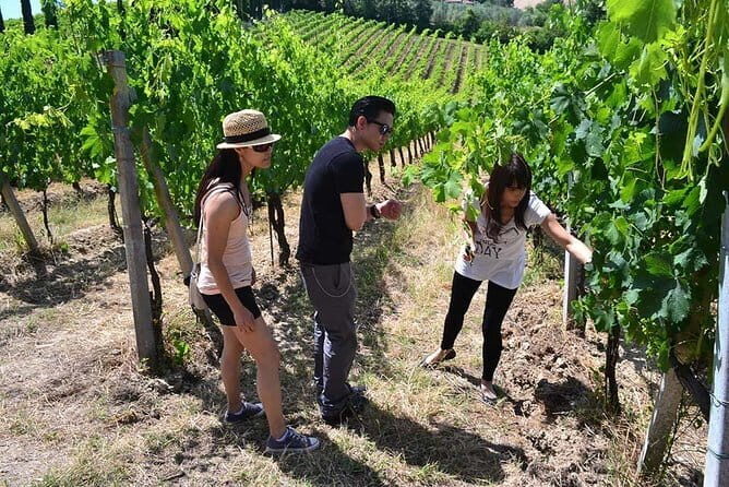 Small-Group Vernaccia di San Gimignano Wine Tour - White and Red Wines - Exploring the Itinerary: What Makes This Tour Special