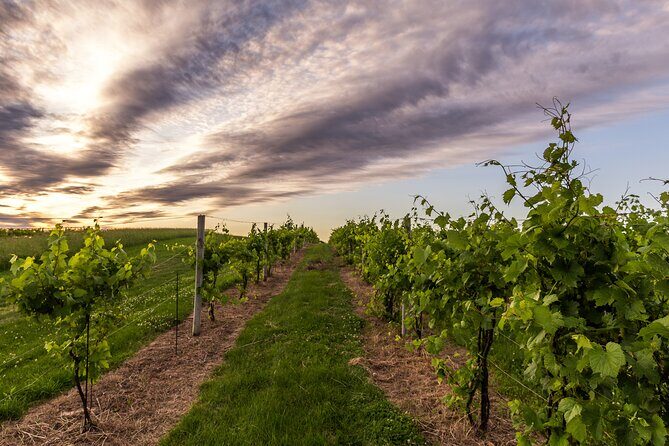 Small-Group Vineyard and Orchard Tour with Wine Tasting in Muscoda - FAQ