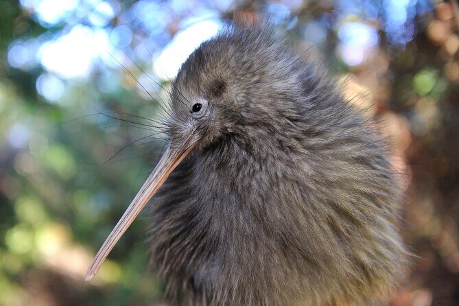 Small Group Waitomo and Rotorua including Te Puia Tour - Who Will Love This Tour?