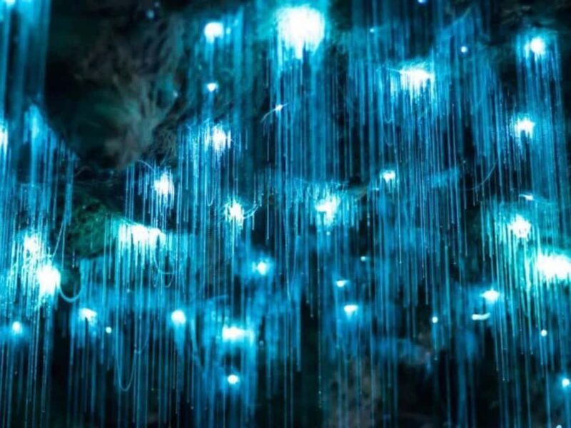 Small-Group Waitomo Glowworm Caves Day Tour from Auckland - FAQ