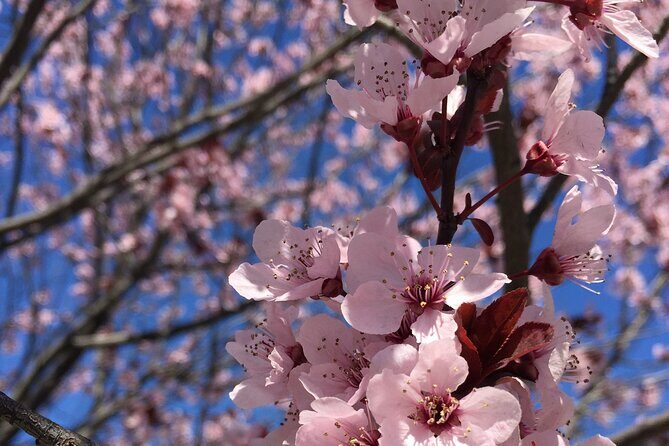 Small Group Washington D.C. Cherry Blossom 1-Day Experience Tour - Small Group Washington D.C. Cherry Blossom 1-Day Experience Tour: An In-Depth Review