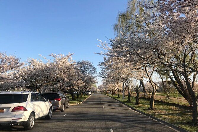 Small Group Washington D.C. Cherry Blossom 1-Day Experience Tour - Key Points