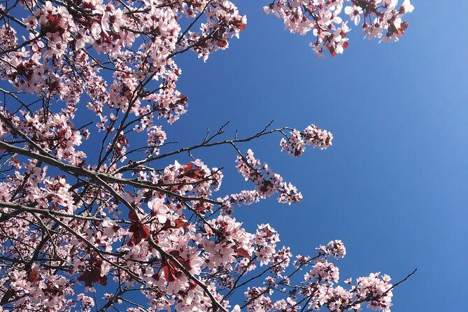 Small Group Washington D.C. Cherry Blossom 1-Day Experience Tour - Pricing and Value: Is it Worth It?