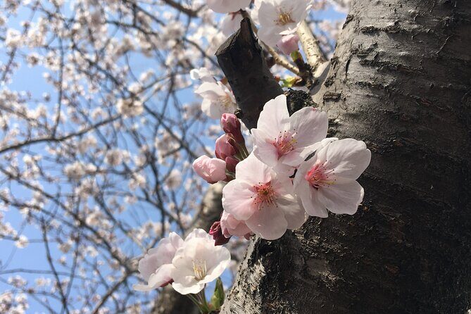 Small Group West Jeju Cherry Blossom and Strawberry Picking Tour - Key Points