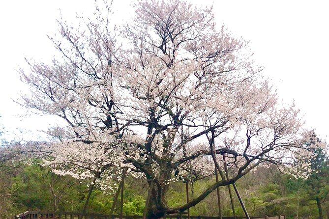 Small Group West Jeju Cherry Blossom and Strawberry Picking Tour - FAQ
