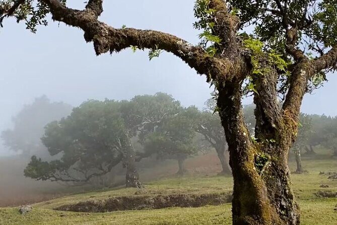 Small Group West Tour Waterfalls & Fanal Forest Tour - Fanal Forest: The Mysterious, Misty Wilderness