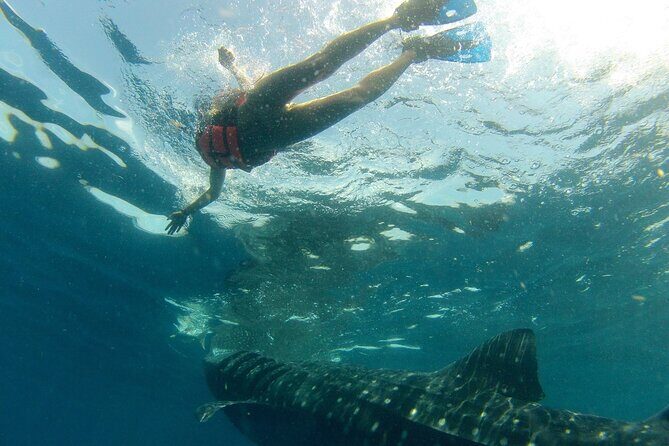 Small-Group Whale Shark and Snorkeling Tour from Cancun - Why the small-group format matters