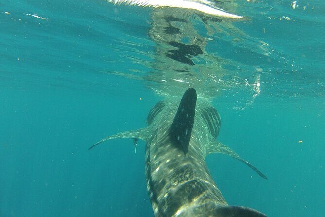 Small-Group Whale Shark and Snorkeling Tour from Cancun - Analyzing the Value