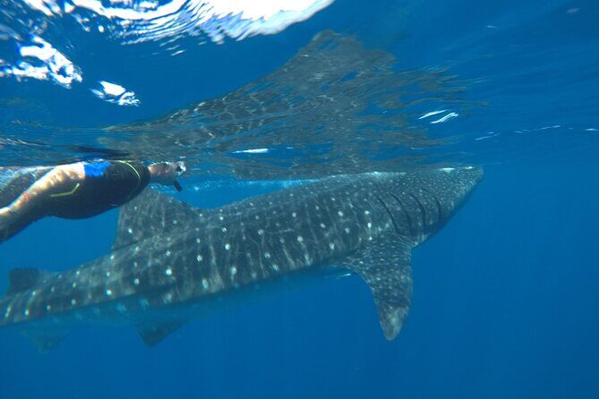 Small-Group Whale Shark and Snorkeling Tour from Cancun - Who Will Love This Tour?